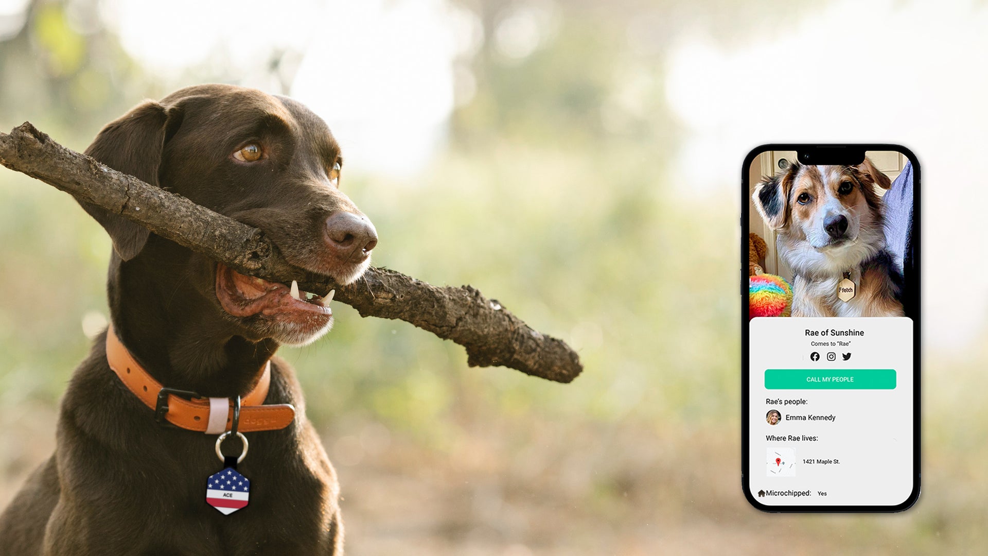 The Features & Benefits of Fetch® Smart Pet Tags – Lifekey Pets