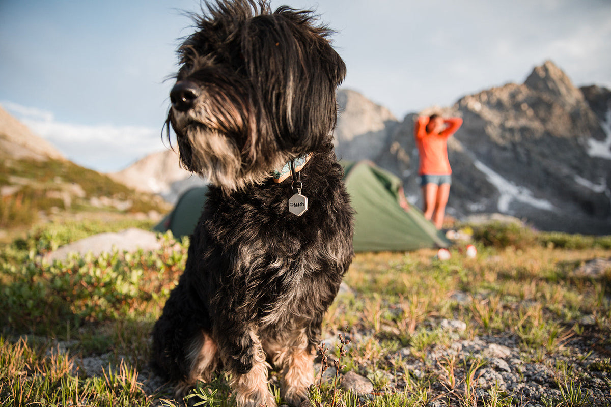 Fetch® Smart Pet Tags – Lifekey Pets